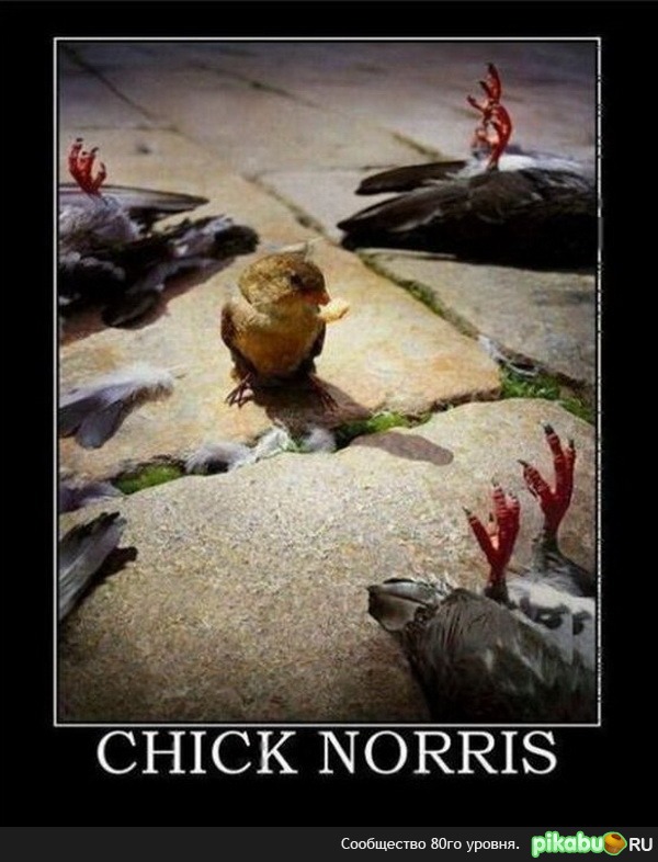 Chick Norris | Пикабу