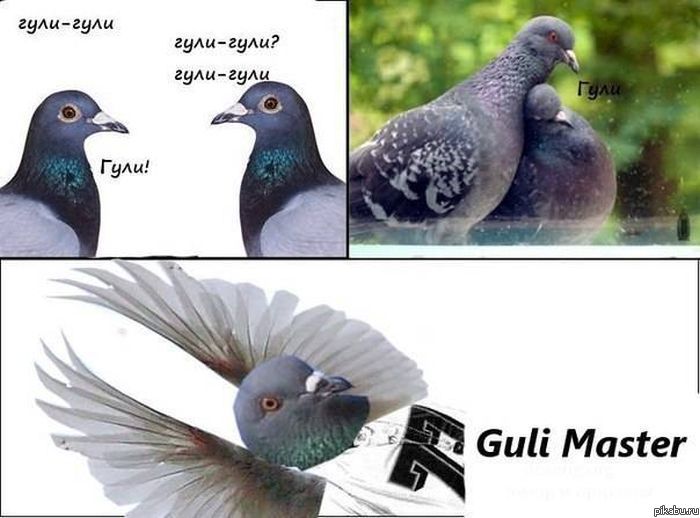 Гули-гули | Пикабу