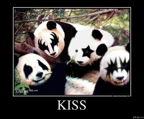 rock panda | Пикабу