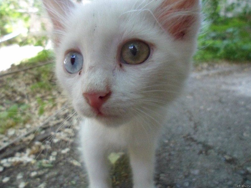 в ответ на http://pikabu.ru/story/udivitelnaya_koteyka___724274 | Пикабу