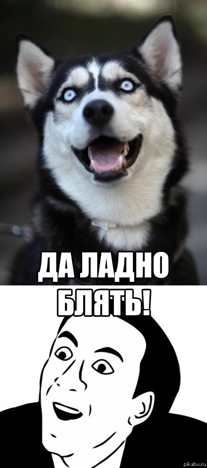 Dog version. | Пикабу