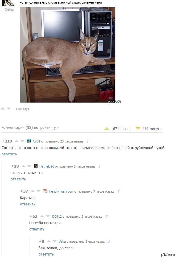 Каракал Пикабу