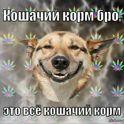 Кошачий корм | Пикабу