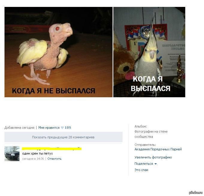 Петушки они такие) | Пикабу