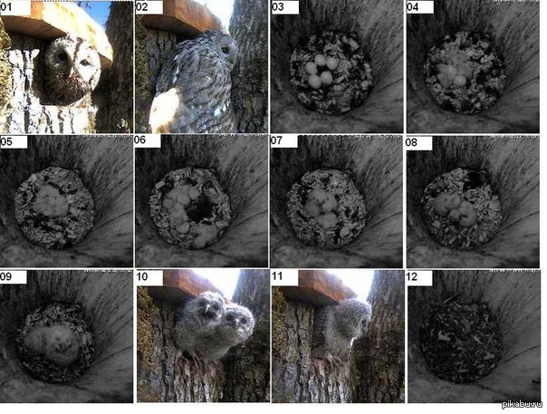 Гнездо с совятами, краткая история 2013 | Пикабу