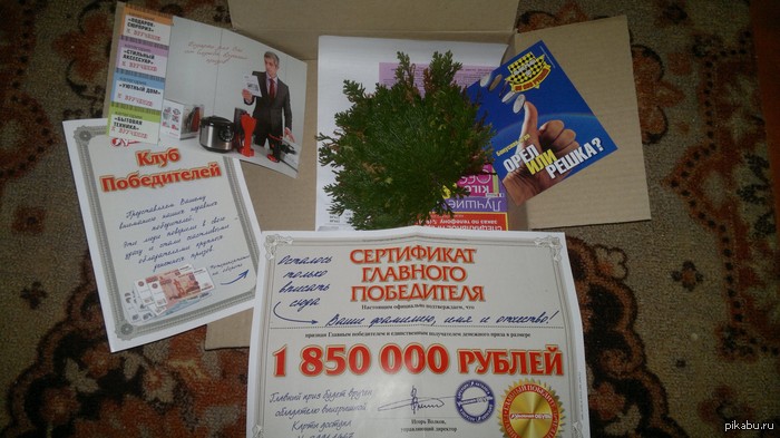 Роза Иерихона | Пикабу