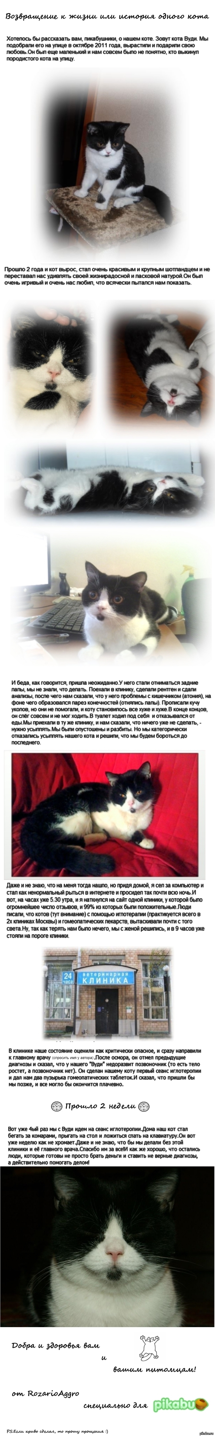 Возвращение к жизни или история одного кота. | Пикабу