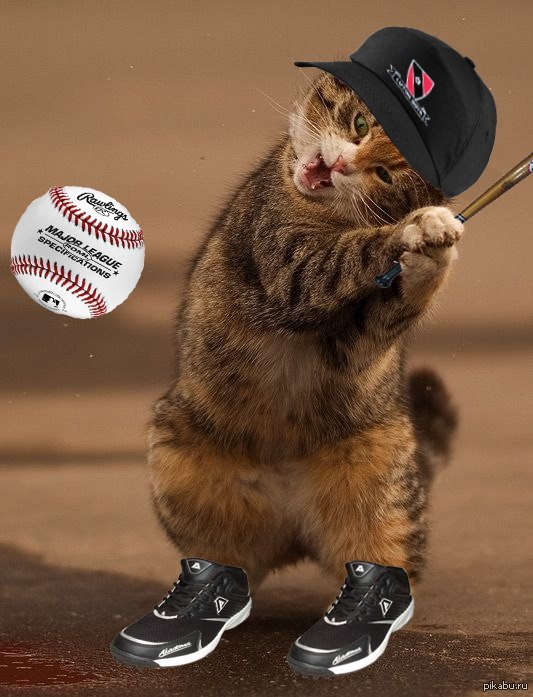 Swag cat version 2 | Пикабу