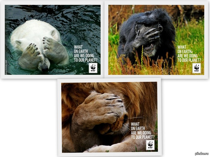 WWF: "Что же мы делаем с нашей планетой?" | Пикабу