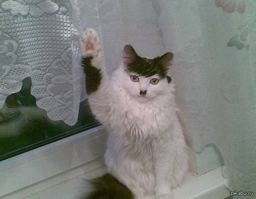 Catolf Kitler | Пикабу