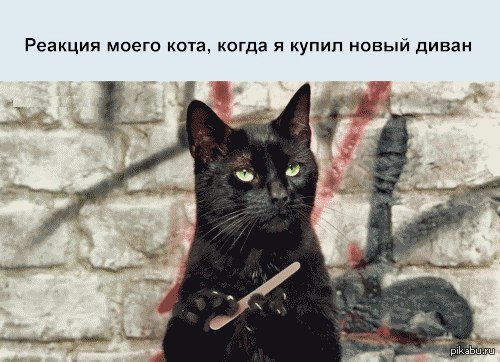 Котик с большими когтями)) | Пикабу