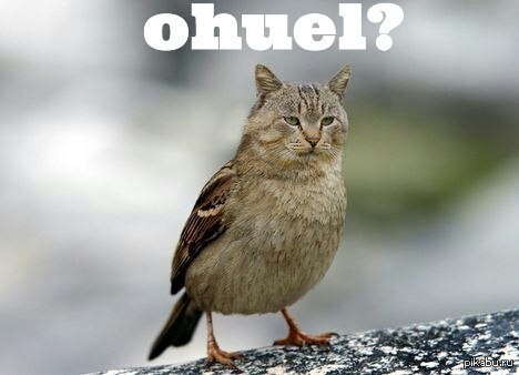 Ohuel? | Пикабу