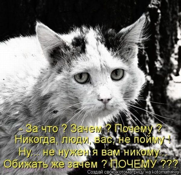 О наболевшем. Не обижайте бездомных котеек! | Пикабу