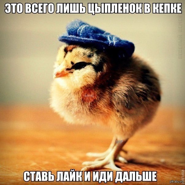 Цыпленок в кепке | Пикабу