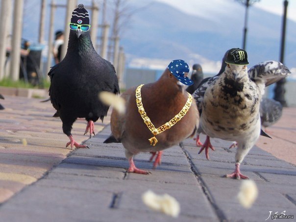 SWAG, bitch | Пикабу