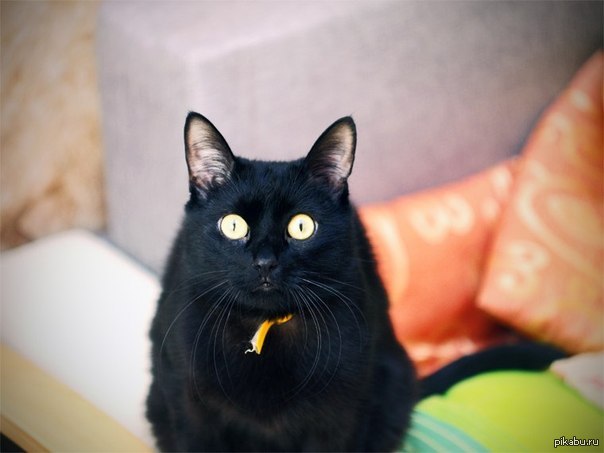 Всем кота :3 | Пикабу