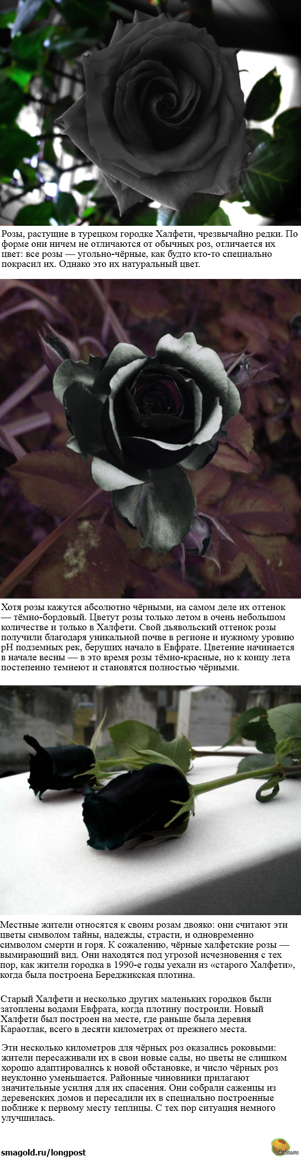 Чёрные розы Халфети | Пикабу