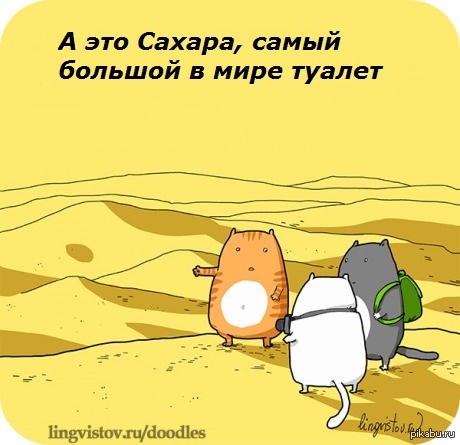 Сахара глазами кота | Пикабу