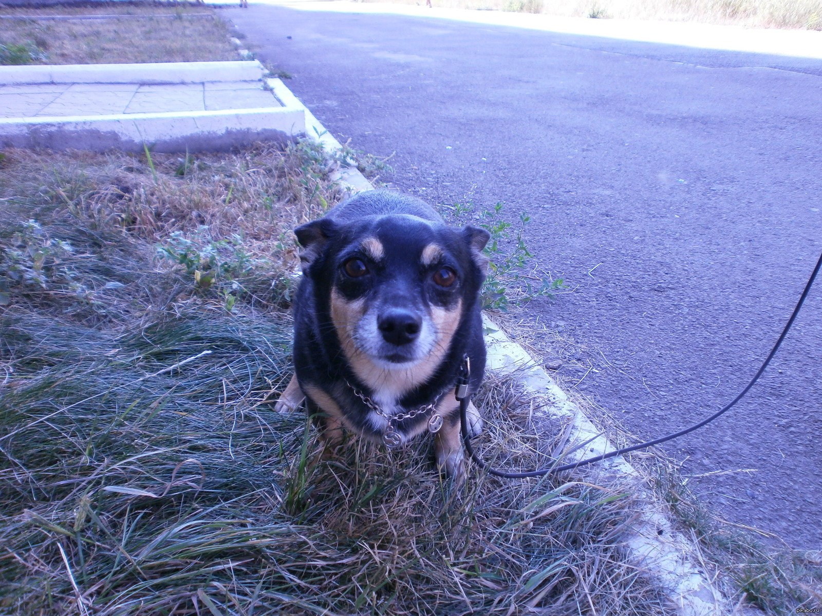 В траве сидел кузнечик | Пикабу