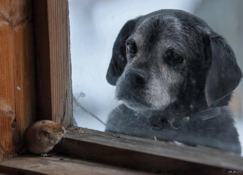 За стеклом =) | Пикабу