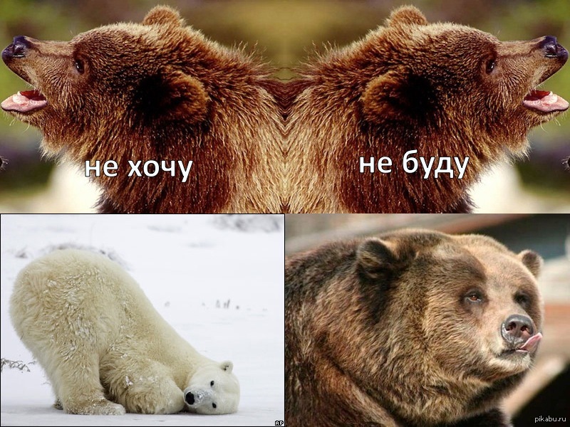 [10] bear | Пикабу