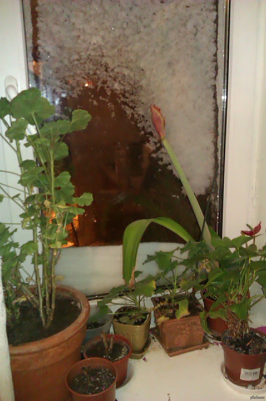 Тем временем - весна в Киеве. | Пикабу