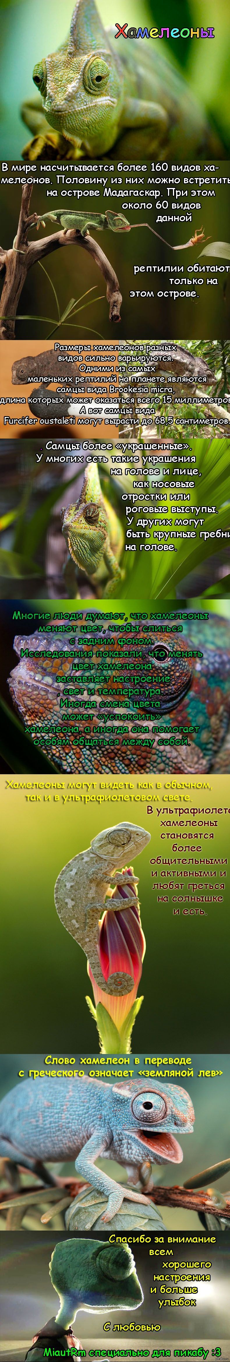 Немного о хамелеонах | Пикабу