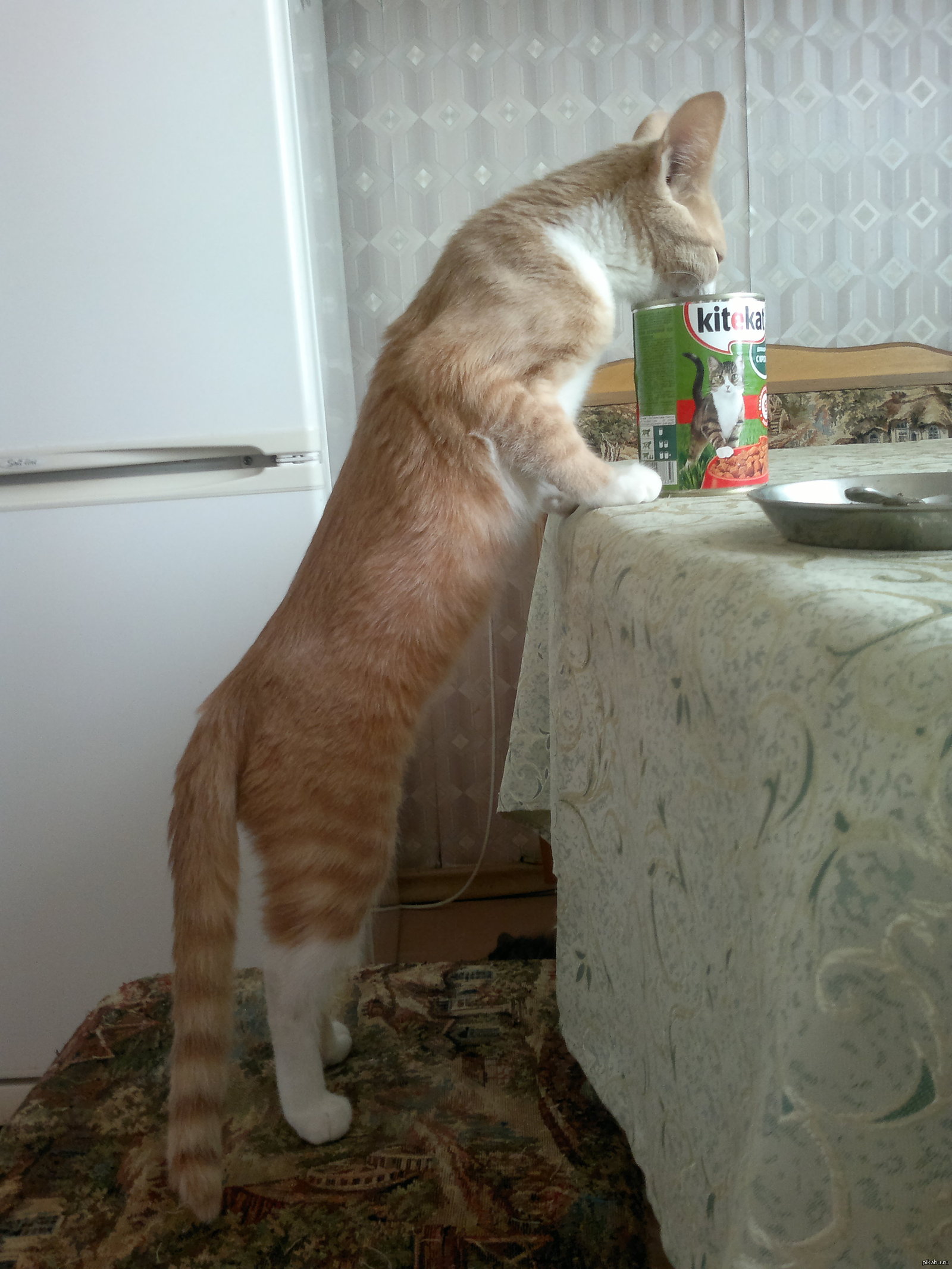 Решил покормить котейку | Пикабу