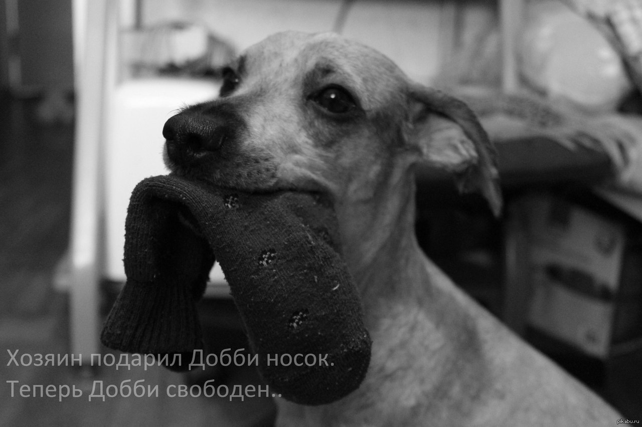 Добби свободен! | Пикабу
