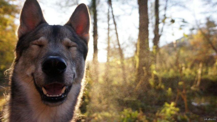 Lol, human | Пикабу