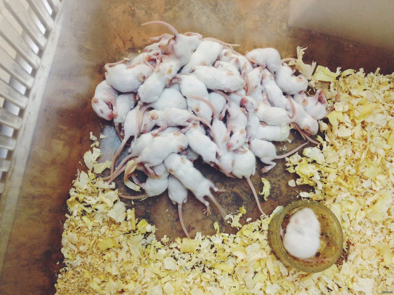 Вы как хотите, а я жрать люблю | Пикабу