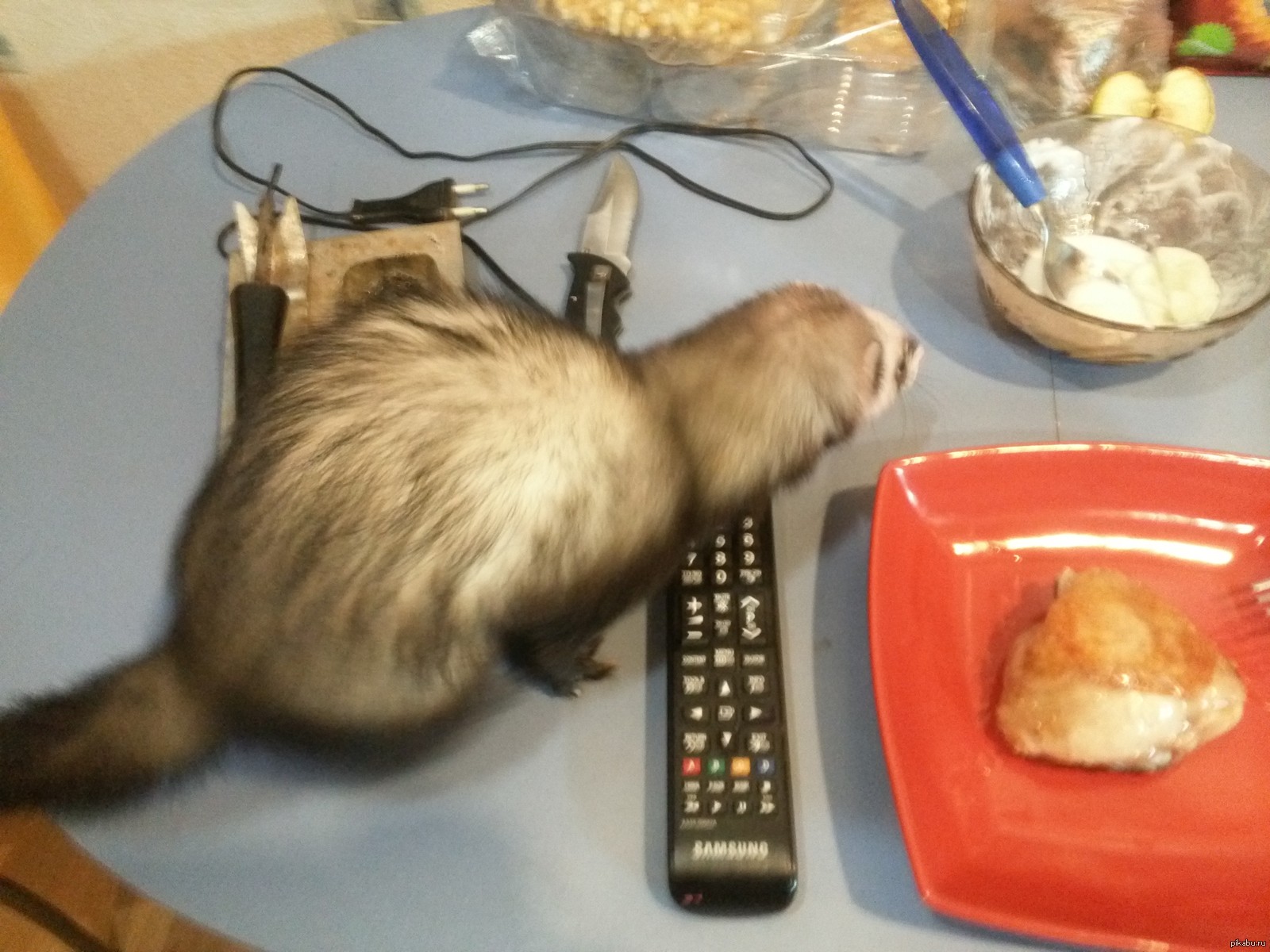 Хорек VS Родамин | Пикабу