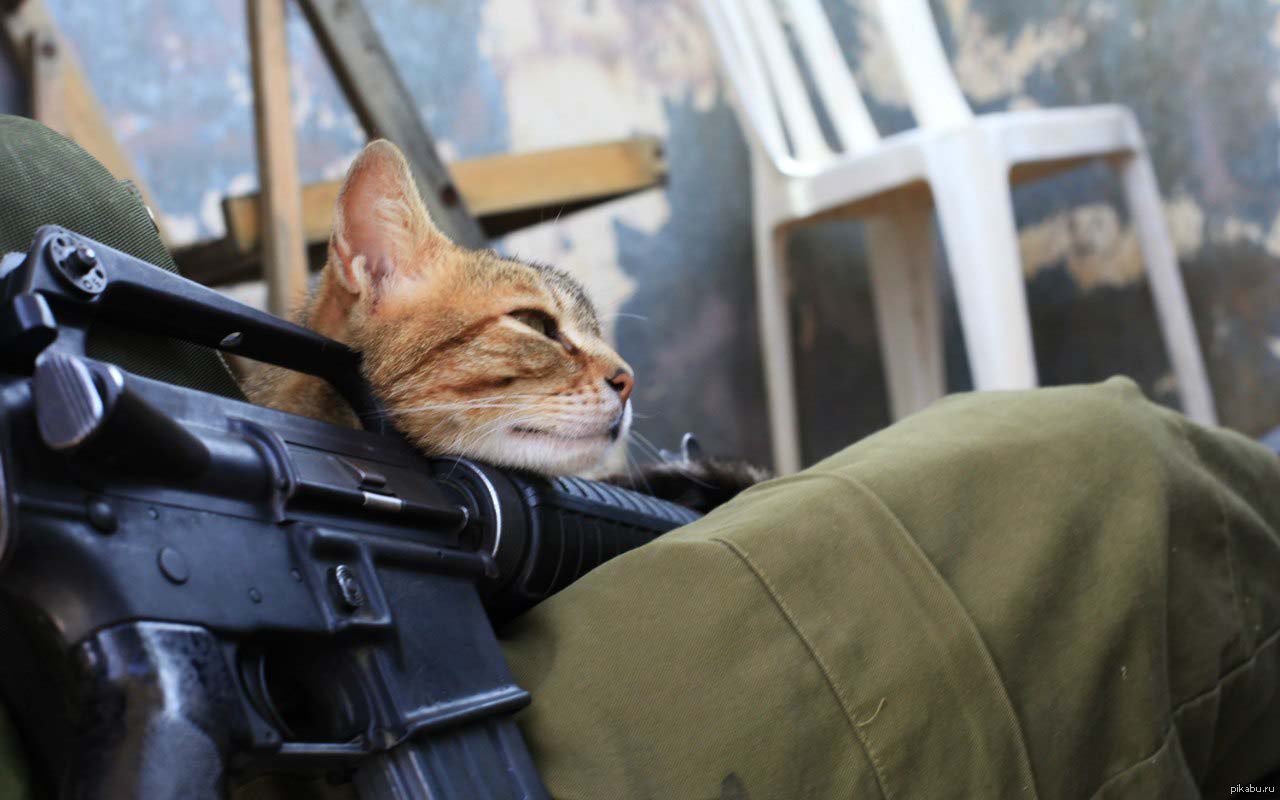 Котофей Мактавиш. | Пикабу